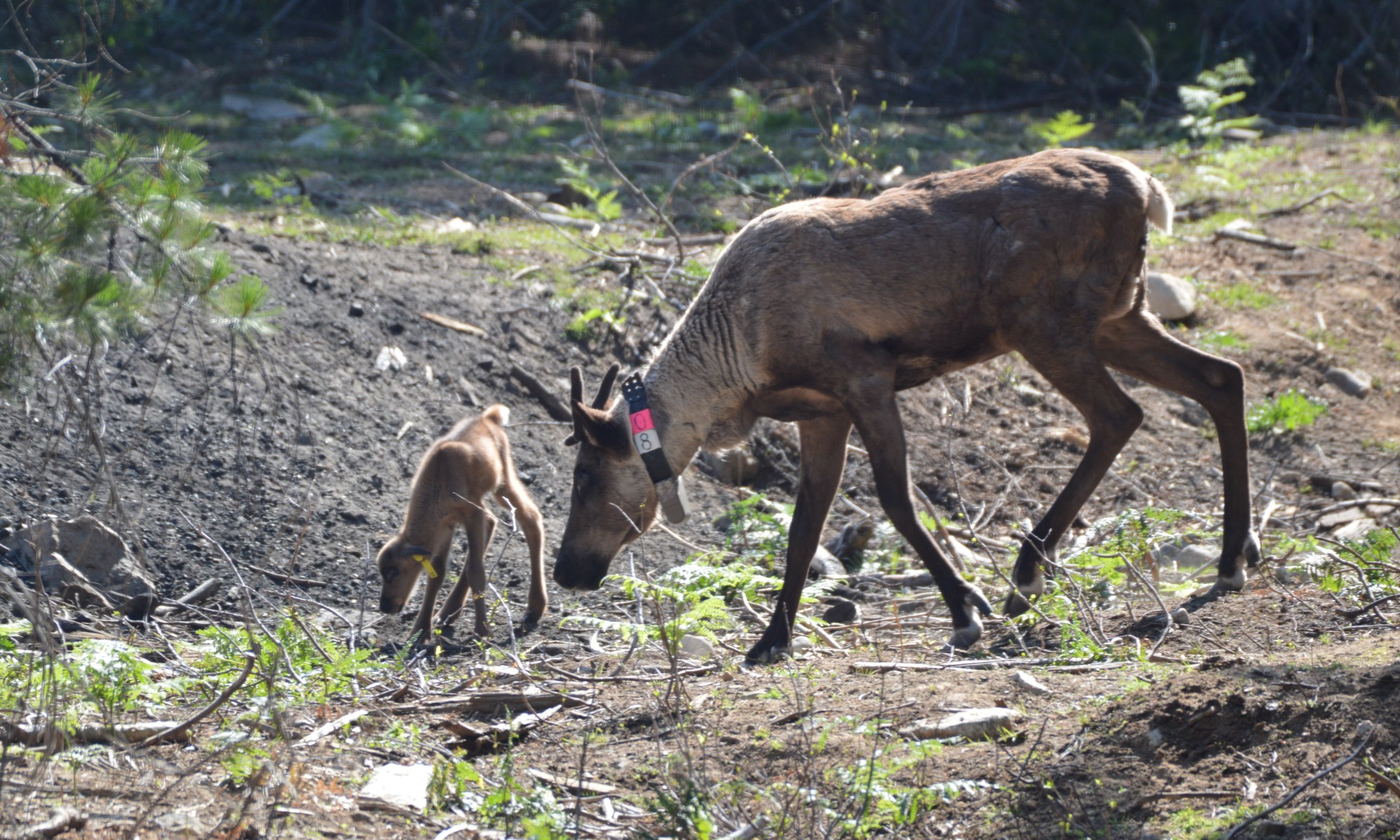 Caribou Calving Complete for Central Selkirk Caribou Maternity Pen ...