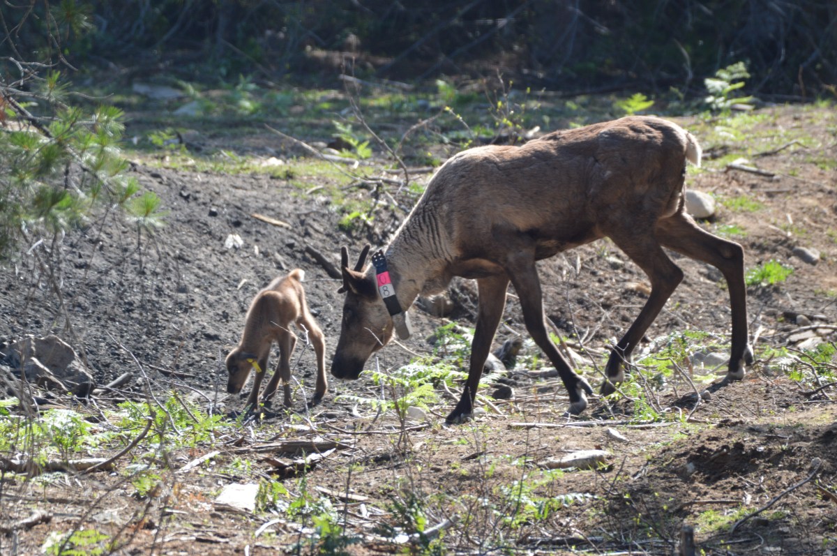 Caribou Calving Complete for Central Selkirk Caribou Maternity Pen ...