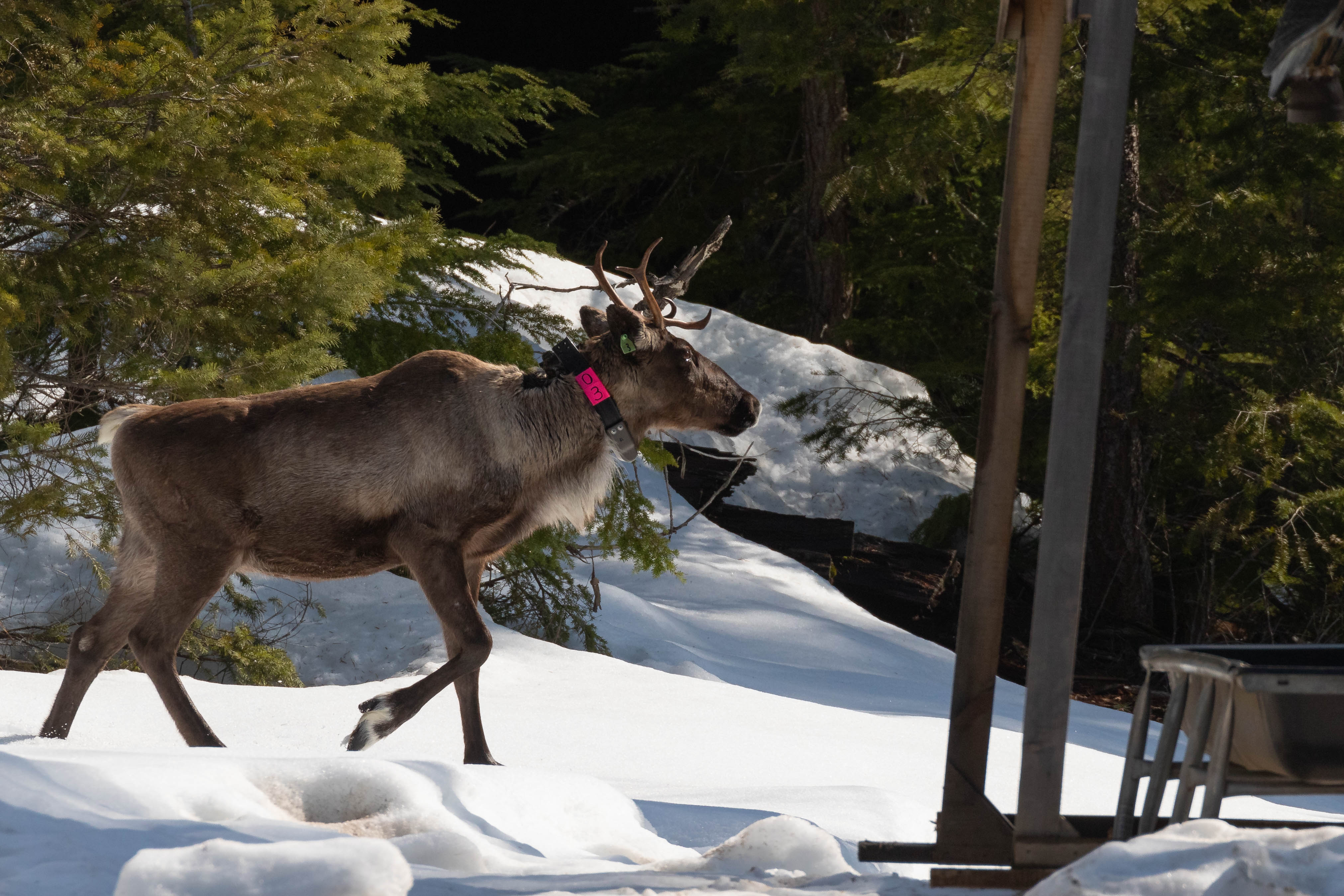 4th Caribou Capture for Maternity Pen Complete – Arrow Lakes Caribou ...